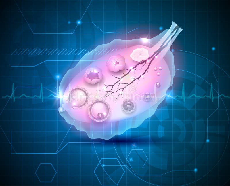 Normaler Eierstock vektor abbildung. Illustration von eierstock - 13281711