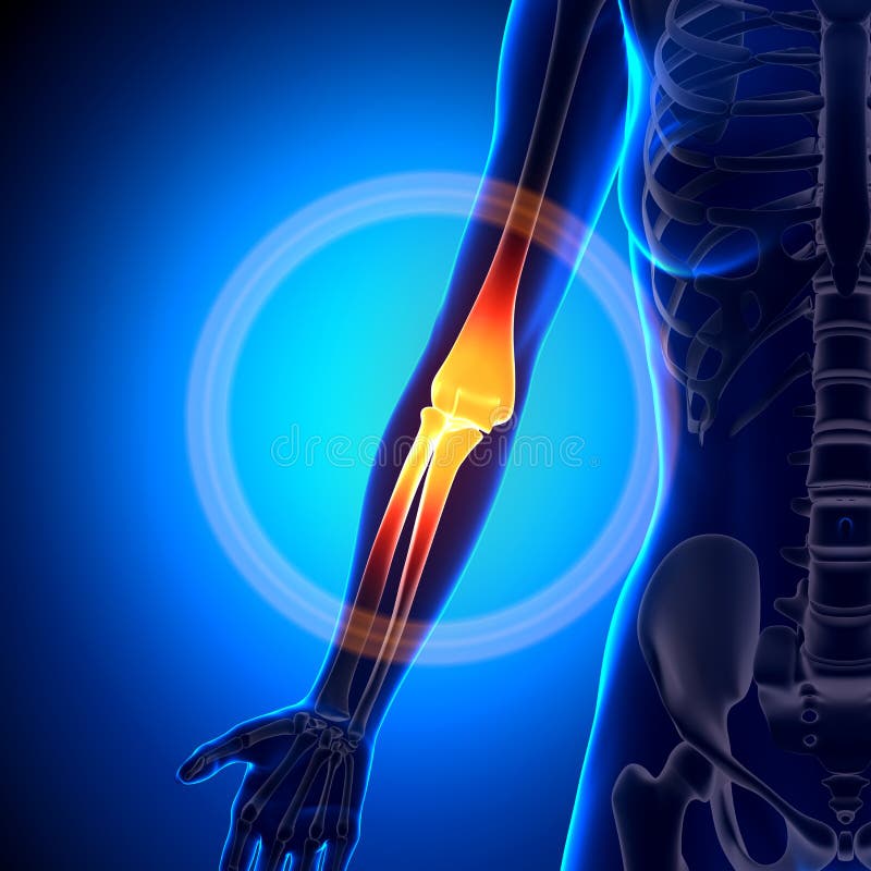 Ellbogen-Anatomie - Anatomie-Knochen Stock Abbildung - Illustration von ...