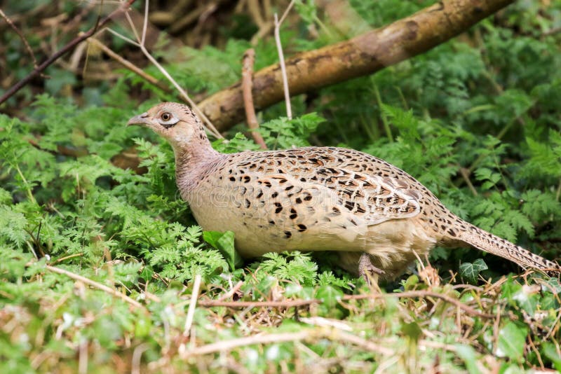 Weiblicher Fasan stockfoto. Bild von fasan, vogel, rechnung - 30895116