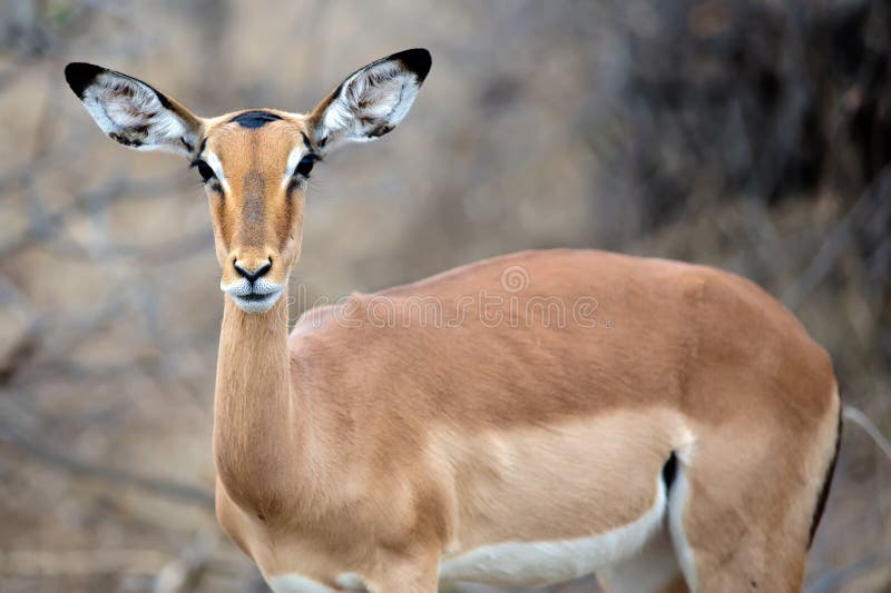 Afrikanische Impalas stockbild. Bild von trinken, tier - 6598445