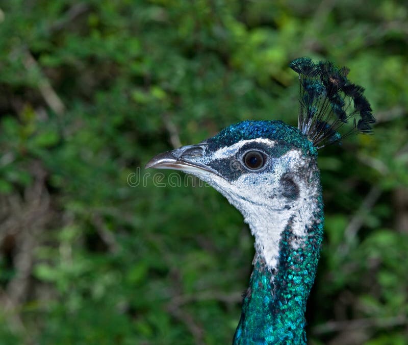 Ein Weiblicher Pfau Im Gras Stockbild - Bild von vogel, eleganz: 93220999