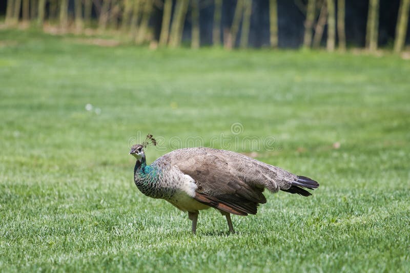 Weiblicher Pfau stockbild. Bild von ignorieren, eleganz - 30769939