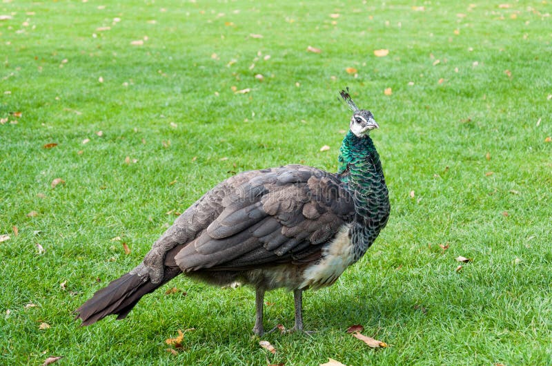 Weiblicher Pfau stockbild. Bild von schön, frau, geflügel - 4144047