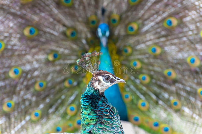 Weiblicher Pfau stockbild. Bild von bunt, vögel, umwerbung - 38391949