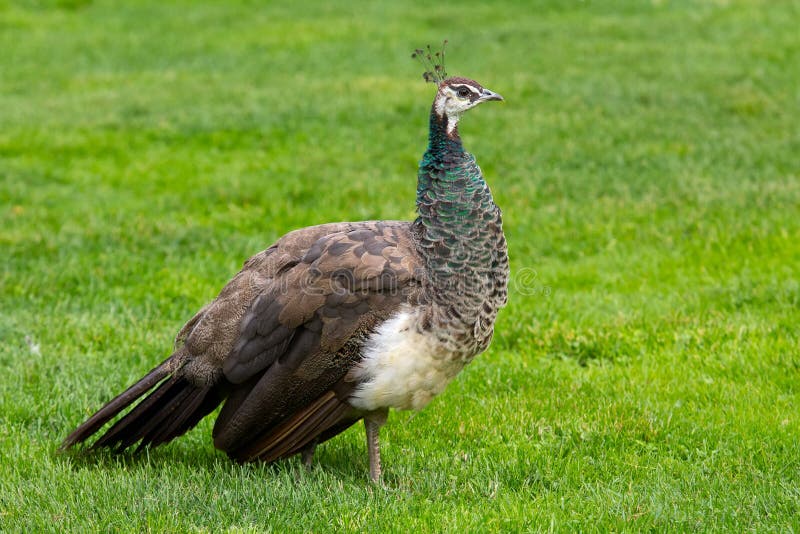 Weiblicher Pfau stockbild. Bild von wildnis, grau, feder - 45662161