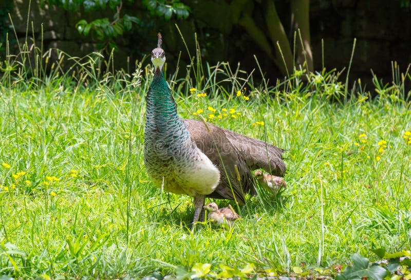 Indischer Weiblicher Pfau, Der Auf Das Gras Geht Stockbild - Bild von ...