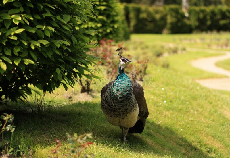 Weiblicher Pfau stockbild. Bild von schnabel, eleganz - 30769939