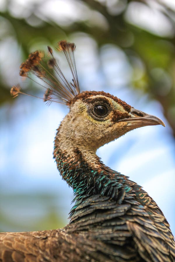 Weiblicher Pfau stockbild. Bild von schnabel, eleganz - 30769939