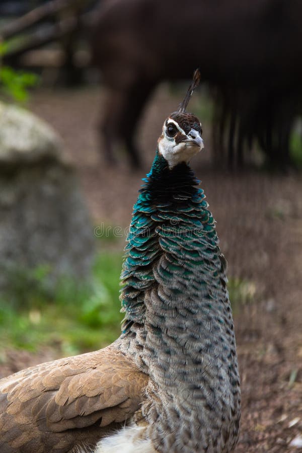 Weiblicher Pfau stockbild. Bild von gras, nave, profil - 93545429