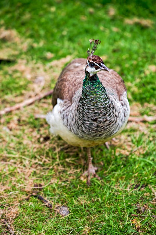405 Weiblicher Pfau Fotos - Kostenlose und Royalty-Free Stock-Fotos von ...