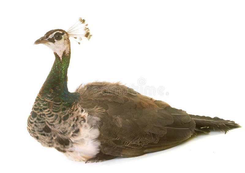 Weiblicher Pfau Sitzt Auf Einem Lattenzaun in Einem Garten Stockfoto ...