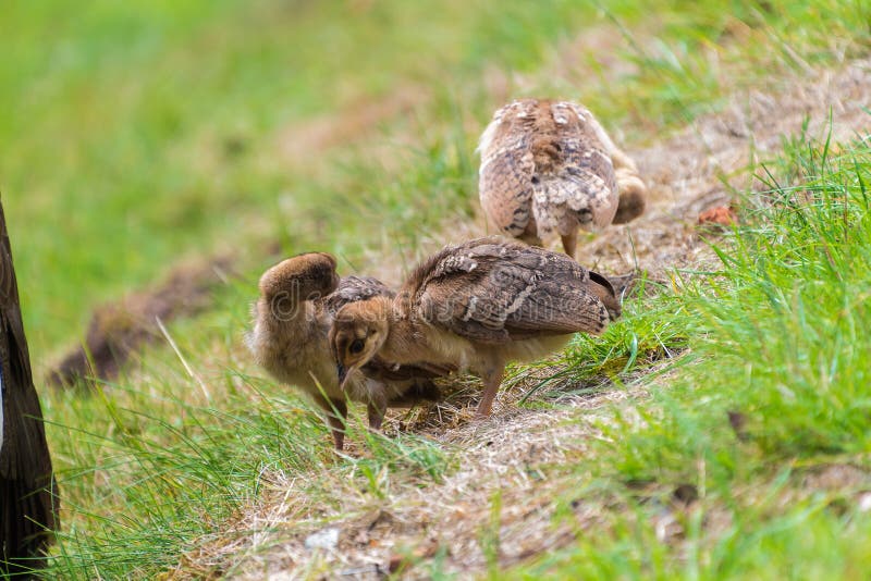 Weiblicher Pfau mit Babys stockfoto. Bild von schönheit - 97821426