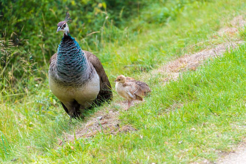 Weiblicher Pfau mit Babys stockbild. Bild von blau, gefieder - 97821539