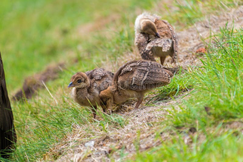 Weiblicher Pfau mit Babys stockfoto. Bild von wildnis - 97821566