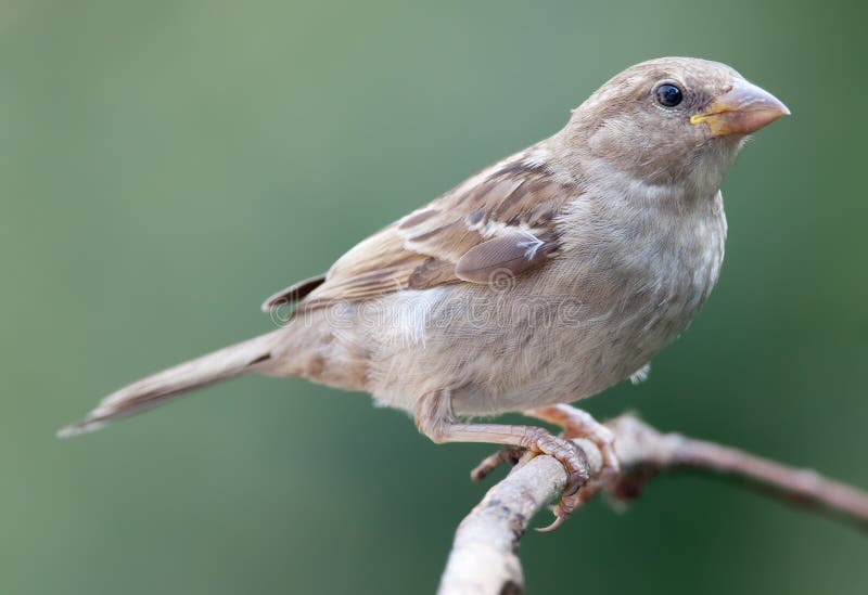 Weiblicher Spatz gehockt stockfoto. Bild von singvogel - 20738012