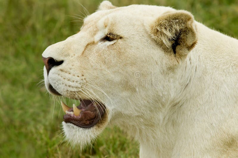 Großer weißer Löwe stockfoto. Bild von katze, raub, tier - 5701580