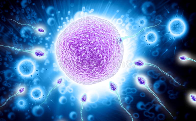 Weibliches Reproduktionssystem Stock Abbildung - Illustration von ...