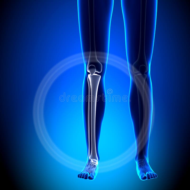 Schienbein/Wadenbein - Kalb-Anatomie - Anatomie-Knochen Stock Abbildung ...