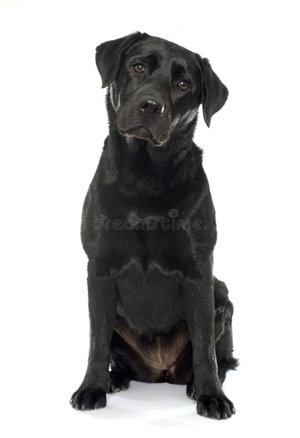 Weibliches Schwarzes Labrador Retriever Stockbild - Bild von hund ...