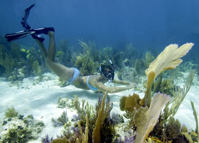 Weibliches Snorkeler Stockfoto Bild Von Bild Frau Blau 20704608