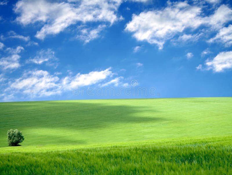 Weide stock foto. Image of groen, helder, macro, harmonie - 10351662