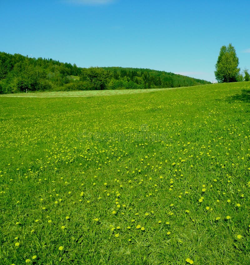 Weide stock foto. Image of installaties, weide, polen - 13670292