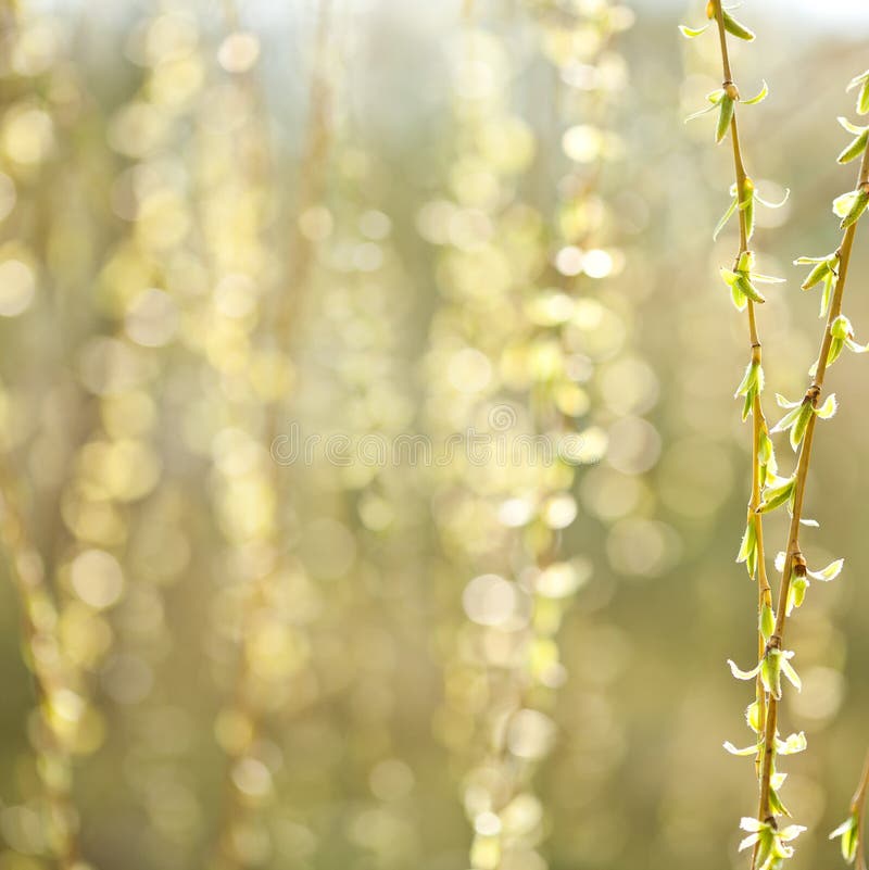 Weide stockbild. Bild von twig, blatt, frühling, weide - 22205049