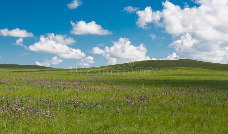 Weide stock foto. Image of groen, wolk, bossen, blauw - 55843558