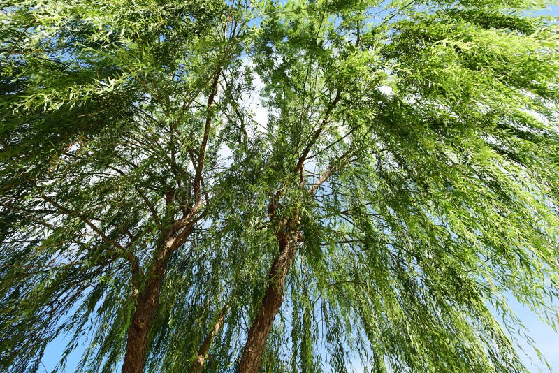 Weide stockfoto. Bild von gesundheit, bunt, herbst, gärtnern - 77602934
