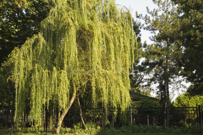 Weide-Baum stockbild. Bild von ruhe, weide, blatt, umgebung - 21438261