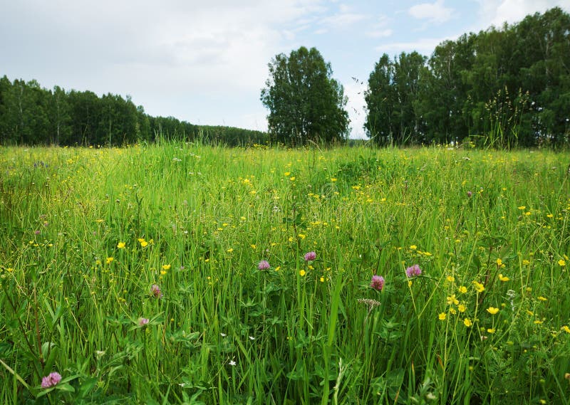 Weide Met Bloemen En Hoog Gras Stock Afbeelding - Image of zomer ...