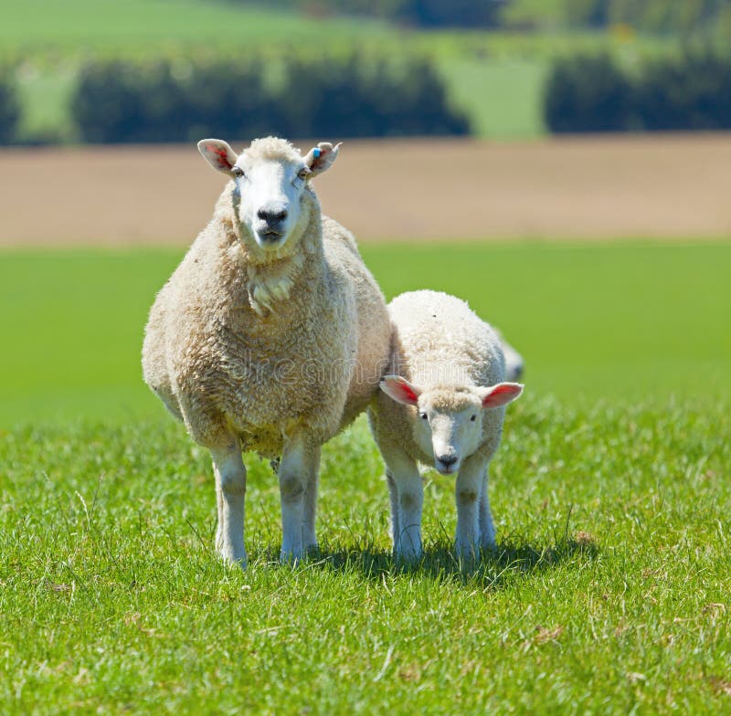 Weiden lassende Schafe stockfoto. Bild von laub, tiere - 136587406
