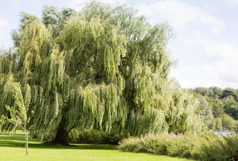 Weidenbaum am Ufer stockfoto. Bild von wasser, wald, draussen - 98670546