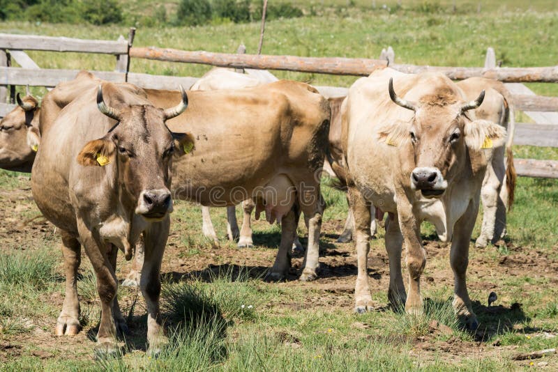 Vee Met De Os En De Stier Van Koeienjonge Ossen Stock Foto - Image of ...