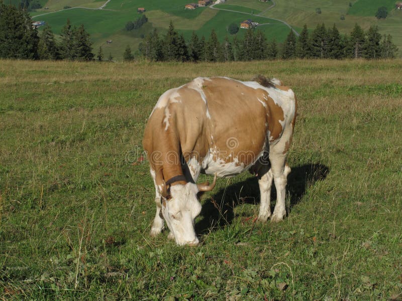 Weidende Simmental Koeien En Bergen Stock Foto - Image of wolken ...
