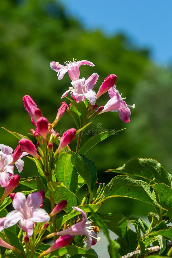 Weigela Bristol Ruby Red Flowers - Latin Name - Weigela Florida Bristol Ruby Stock Photo - Image ...