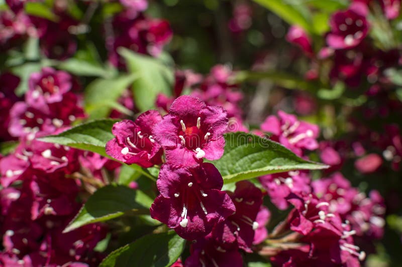 Weigela Florida Bristol Ruby, Flowers, Caprifoliaceae Stock Photo ...
