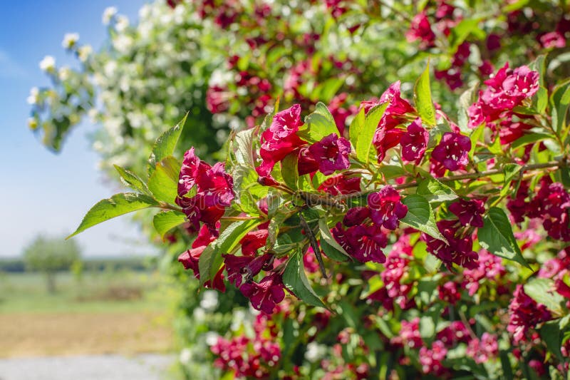 Weigela Florida Bristol Ruby, Flowers, Caprifoliaceae Stock Image ...