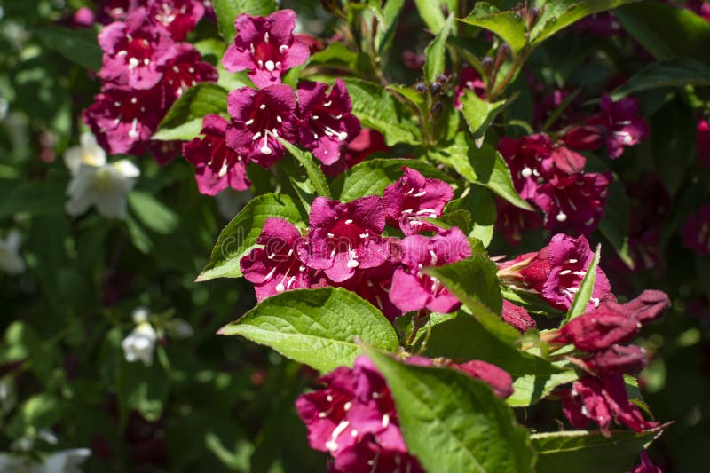 Weigela Florida Bristol Ruby, Flowers, Caprifoliaceae Stock Image ...