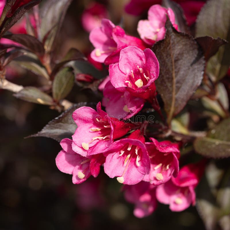 Weigela, Weigela florida stock photo. Image of garden - 188643946