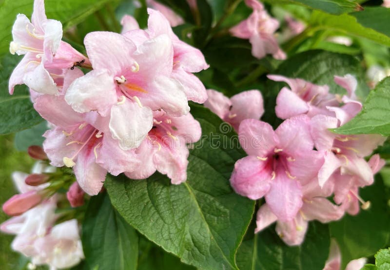 Flowering Bush Weigela Florida Close-up Stock Image - Image of lilac ...