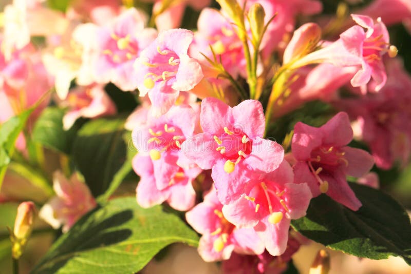 Weigela Floribunda - a Branch with Flowers Reaching Across a Metal ...