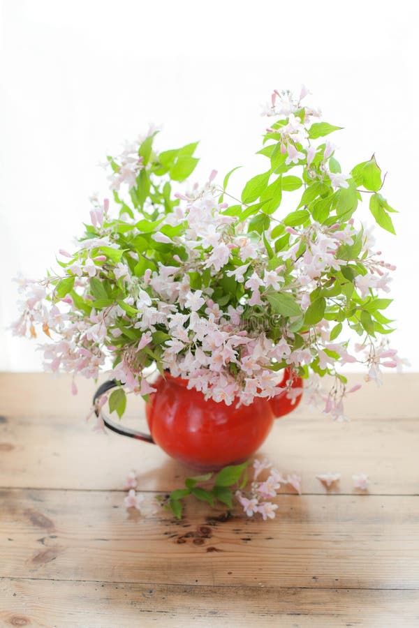Weigela Pink-magenta Tube Like Flowers with Lobed White Corolla and ...