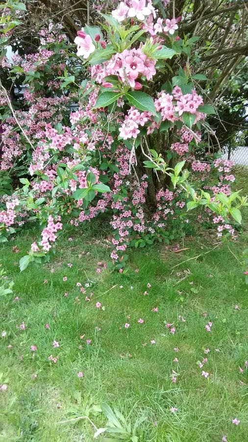 Weigela stock image. Image of weigela, spring, pink, princess - 98283013