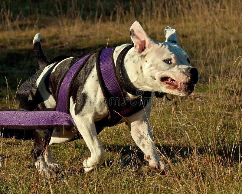 Weight pull for Bulldog stock photo. Image of exploration - 38899620