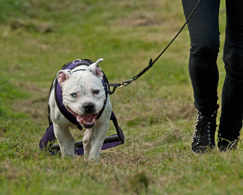 Weight pull for Bulldog stock photo. Image of exploration - 38899620
