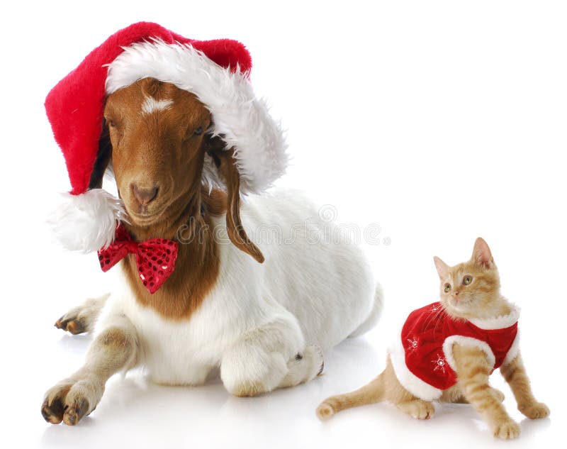 Ziege Kleidete Oben Mit Sankt-Hut an Stockbild - Bild von freude ...