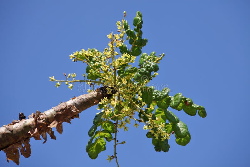 Weihrauchbaum in der Blüte stockbild. Bild von myrrhe - 63134195