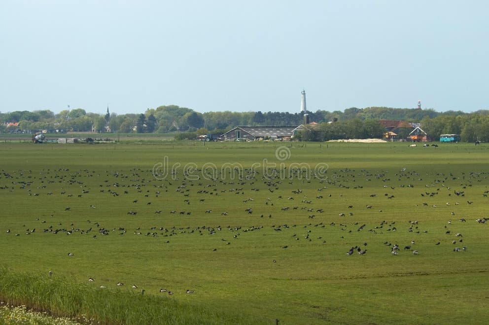 Weiland stock image. Image of marc, netherlands, nederland - 129044779