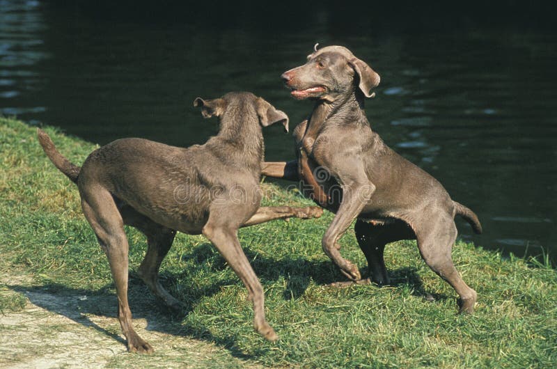 Braque de weimar stock photo. Image of canidae, pointing - 172935632